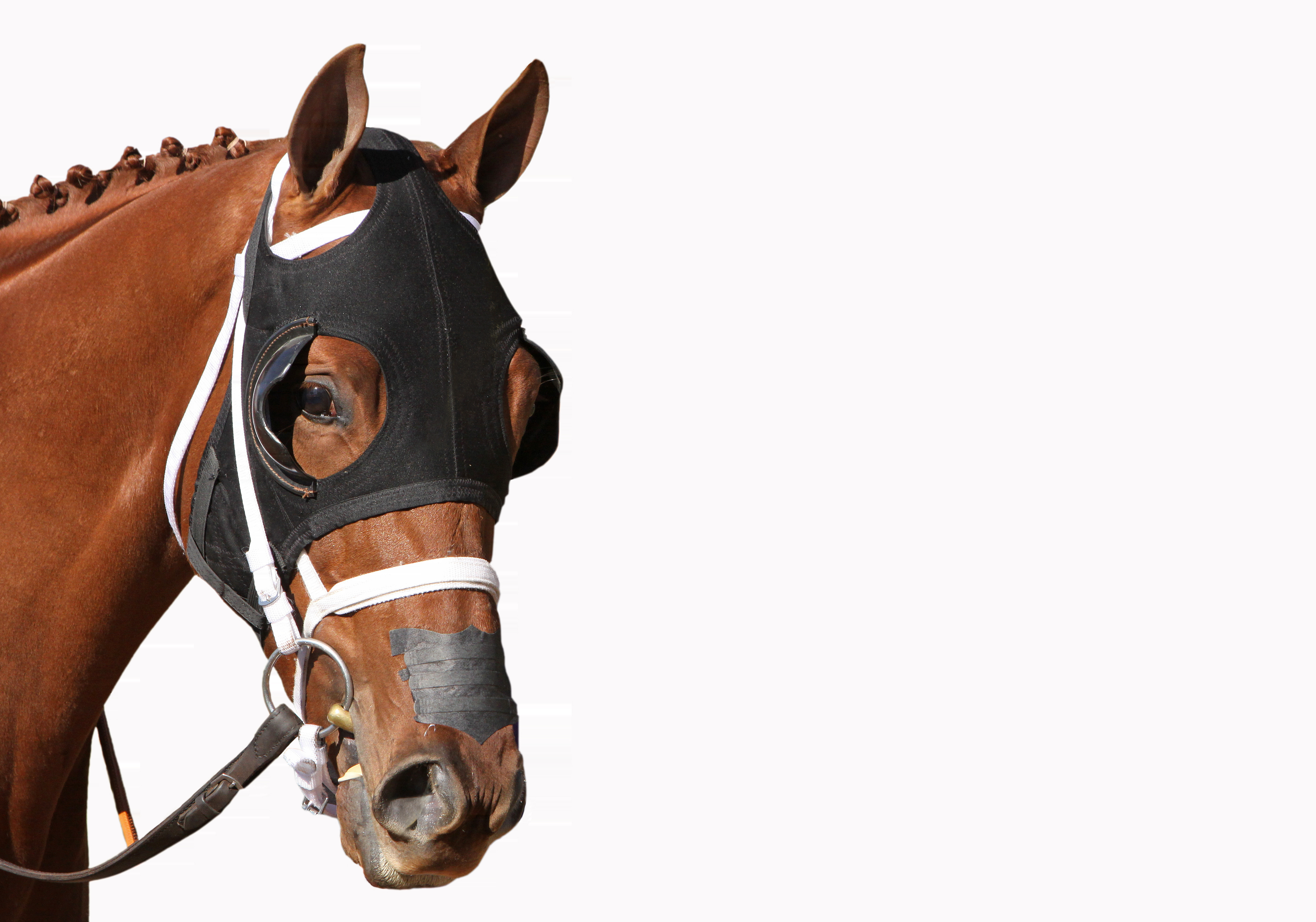 Bleeding in Horses: What You Need to Know About EIPH