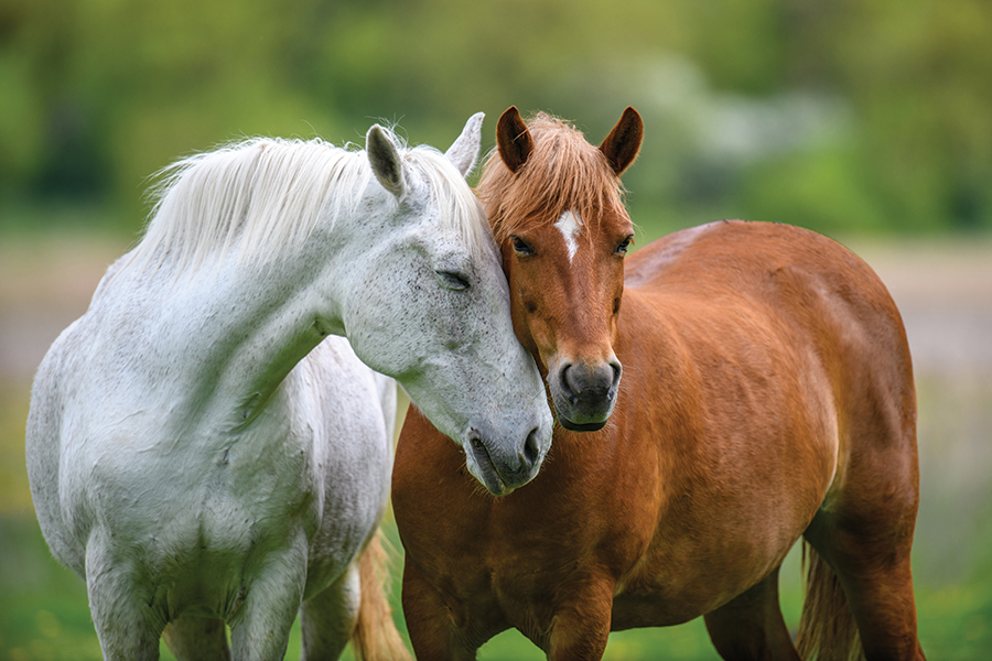 Introducing a New Horse to a New Pasture